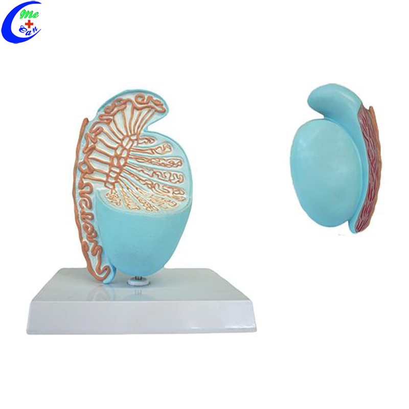Wholesale Bladder and Prostate Anatomical Model with good price - MeCan ...