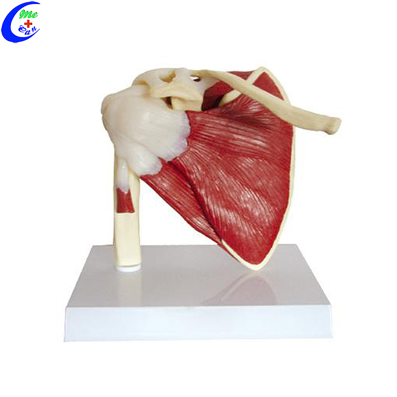 Profesjonelle skulderanatomimodeller med muskler og leddbånd for ...