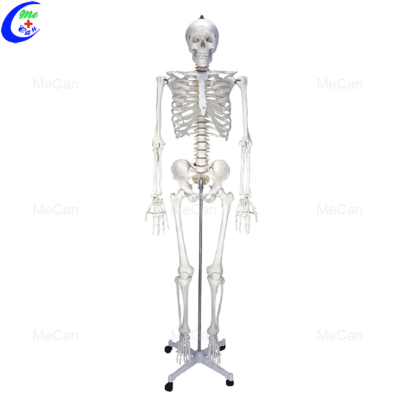 Professional 180cm Artificial Human Body Anatomy Skeleton Model ...